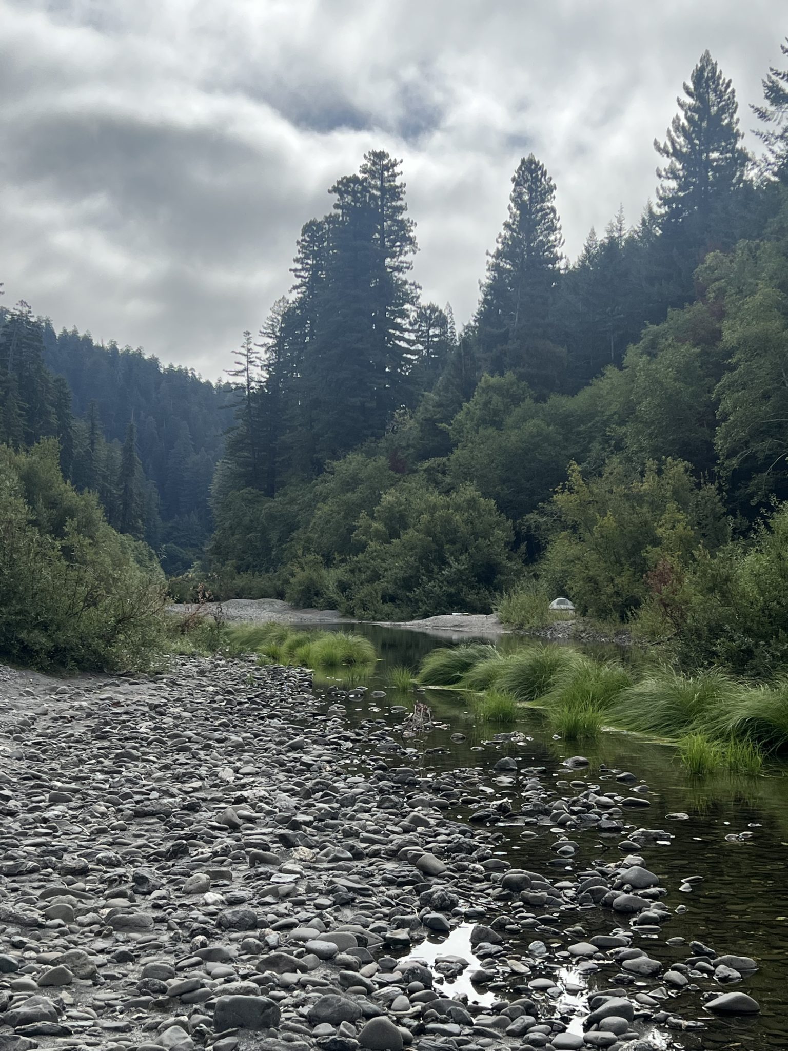 Tall Trees Grove and Hyperion - Redwood National Park